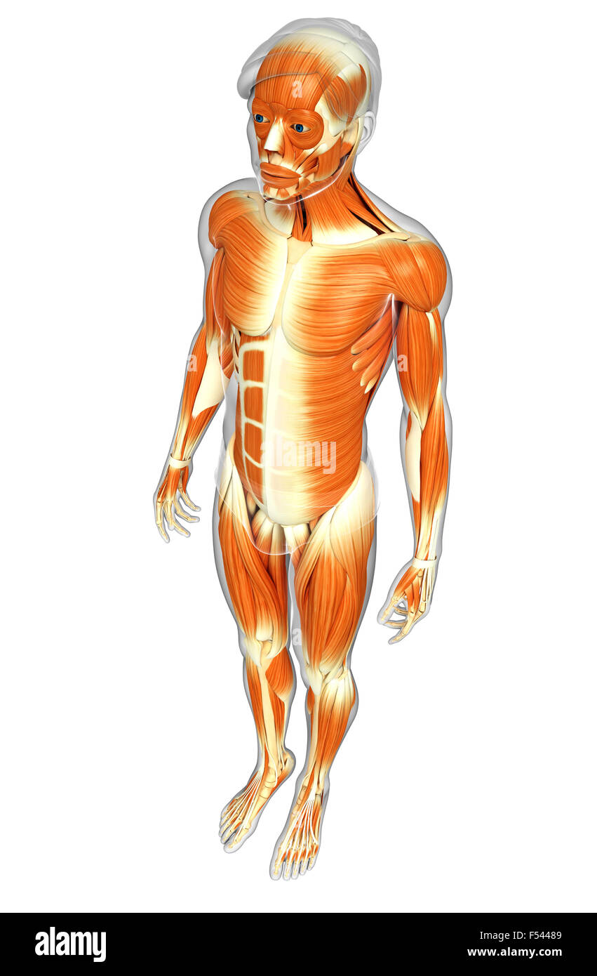 3d rendered illustration of human body anatomy Stock Photo - Alamy