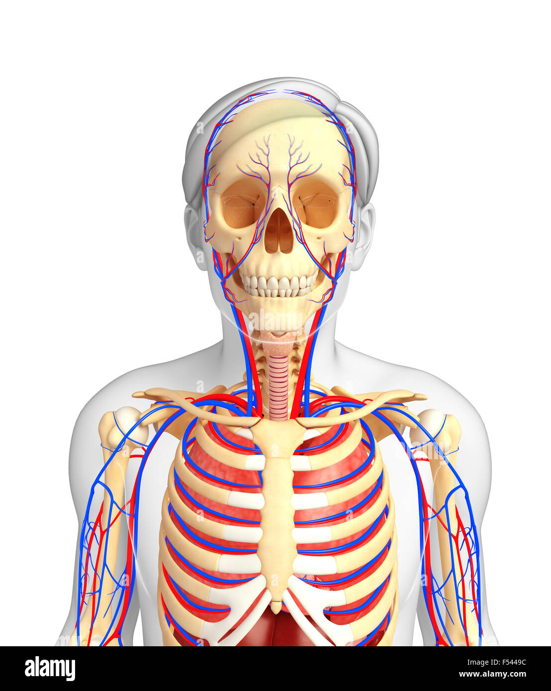 Illustration of male skeletal and circulatory system Stock Photo - Alamy