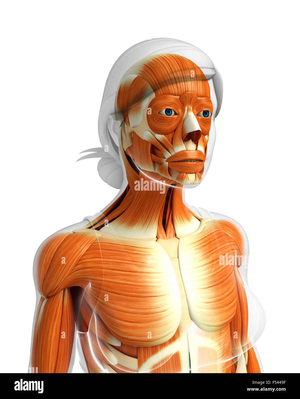 3d rendered illustration of human body anatomy Stock Photo - Alamy