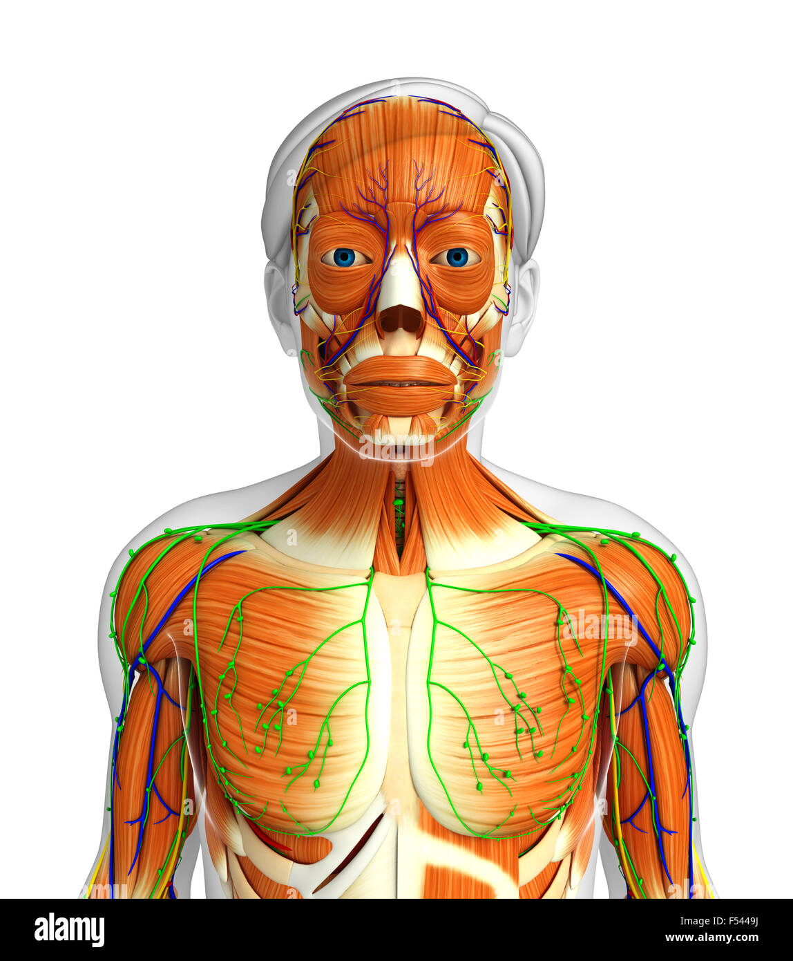 3d rendered illustration of human body anatomy Stock Photo - Alamy