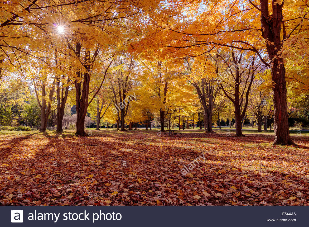Maple Trees Canada Autumn Stock Photos & Maple Trees Canada Autumn ...