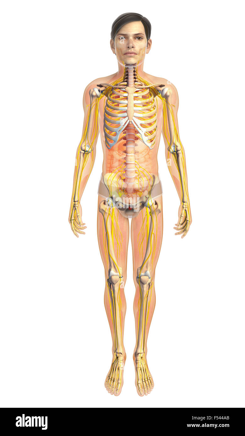 3d rendered illustration of human body anatomy Stock Photo - Alamy