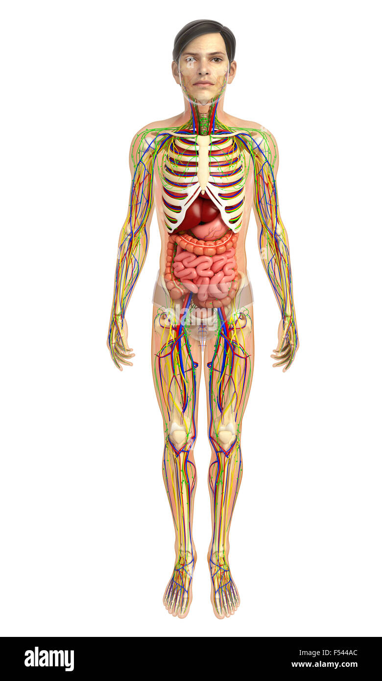 3d rendered illustration of human body anatomy Stock Photo - Alamy