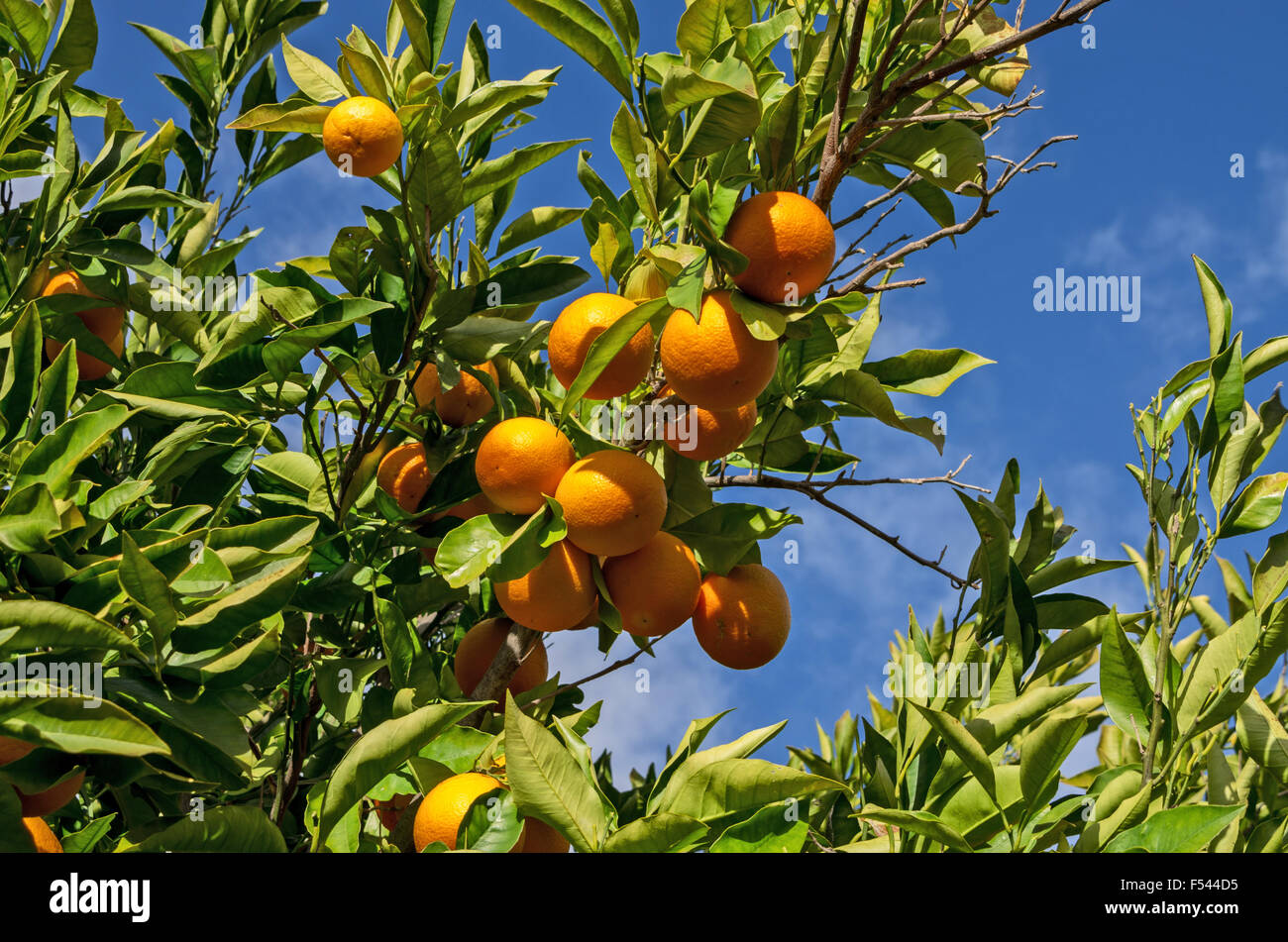 Fruits of orange tree with a blue sky background Stock Photo - Alamy