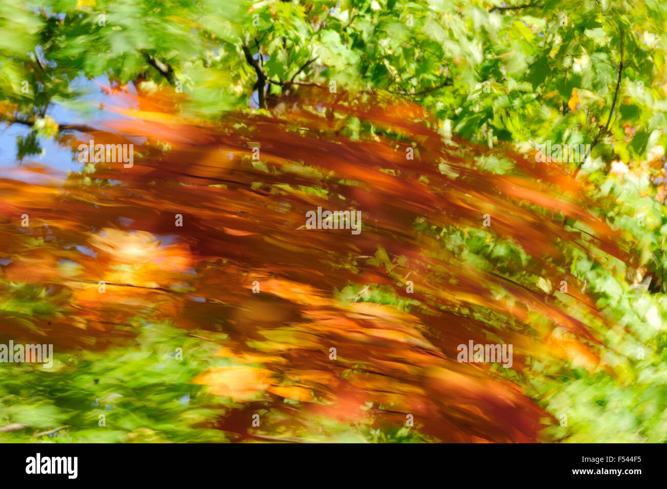 Maple leaves windy hi-res stock photography and images - Alamy
