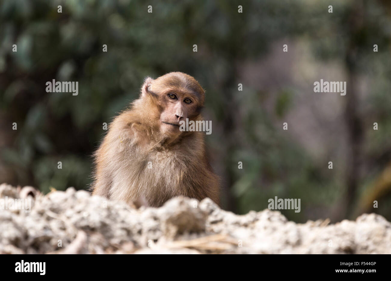 Rhesus Macaque monkey, near Punakha, Bhutan Stock Photo - Alamy