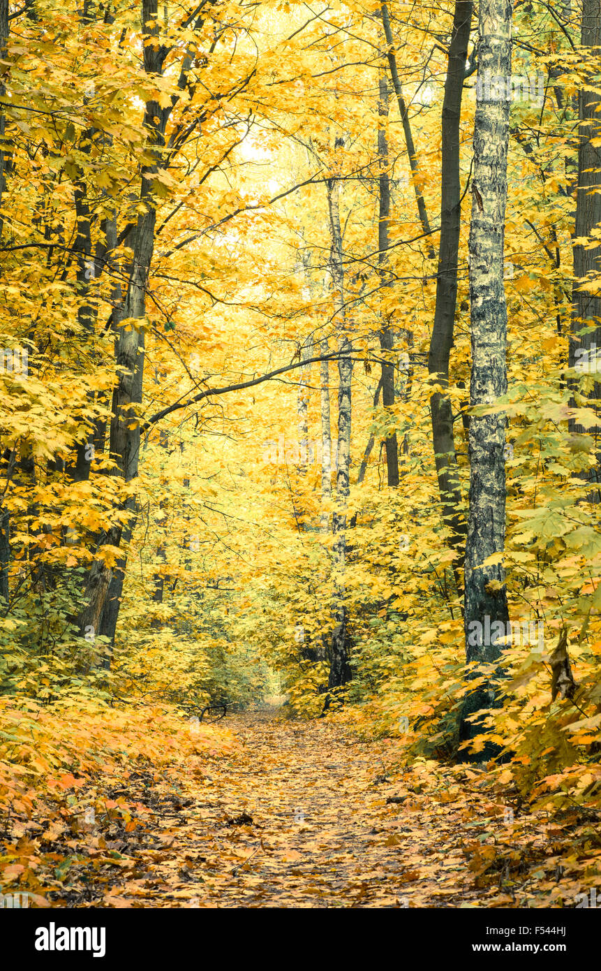 footpath in fall forest yellow Stock Photo - Alamy