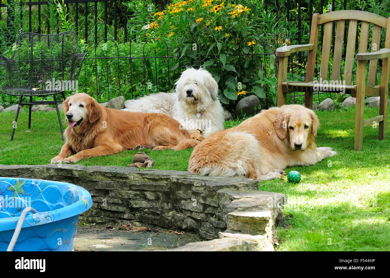Three Dogs at pool party Stock Photo - Alamy