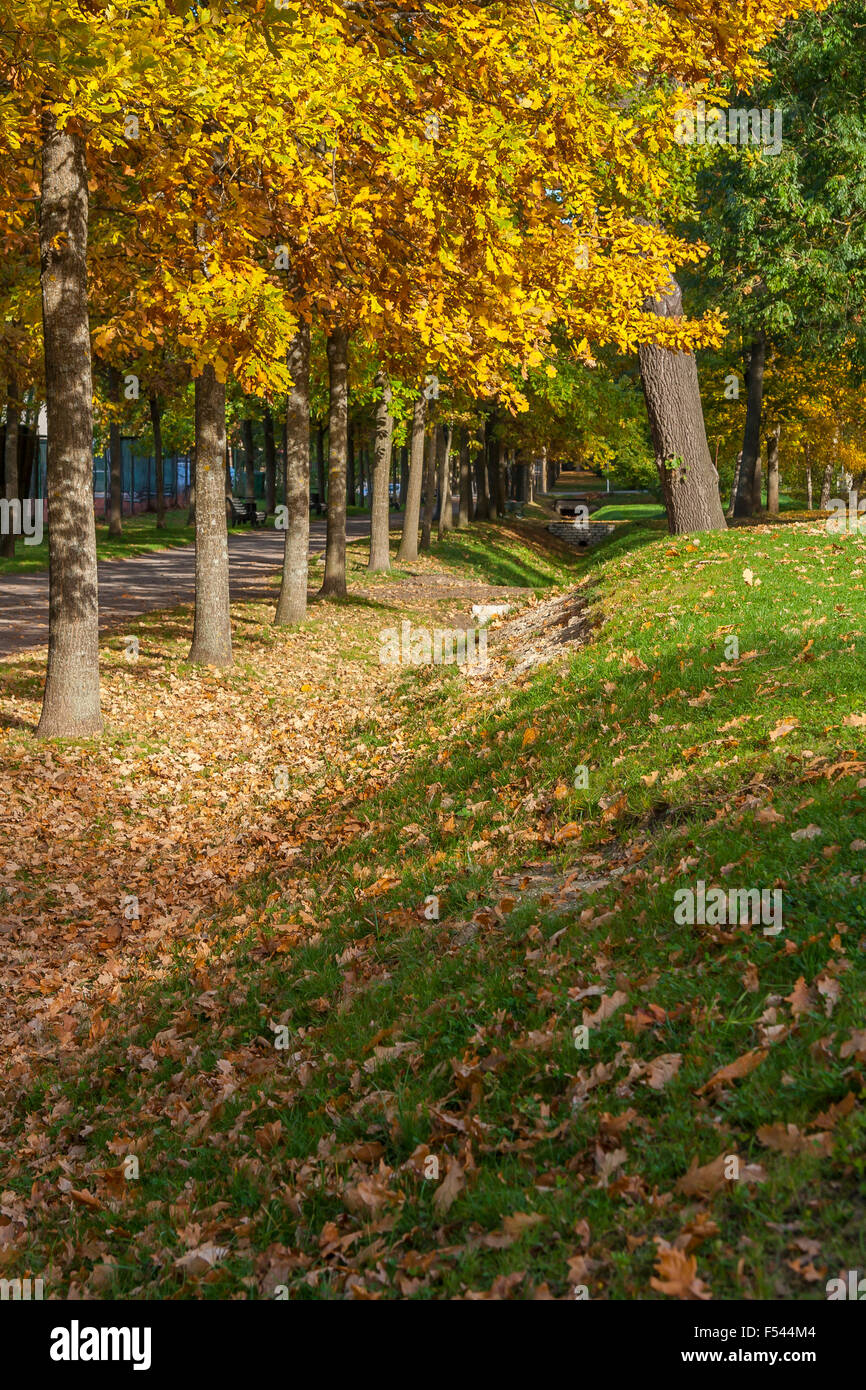 Golden Trees in a Autumn Park Stock Photo - Alamy