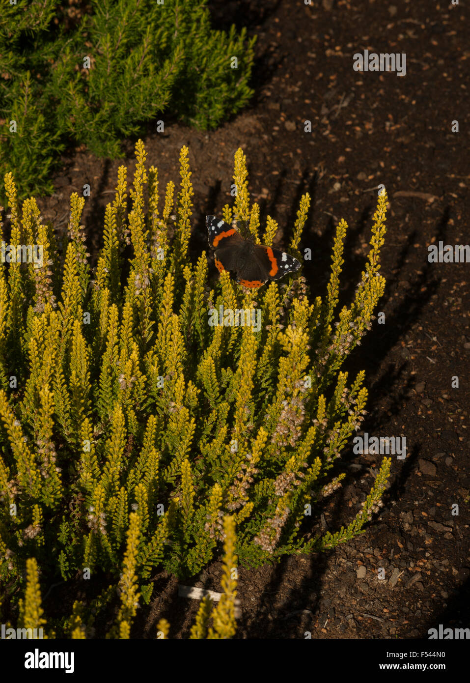 Close up of late autumn heather with butterfly Stock Photo - Alamy