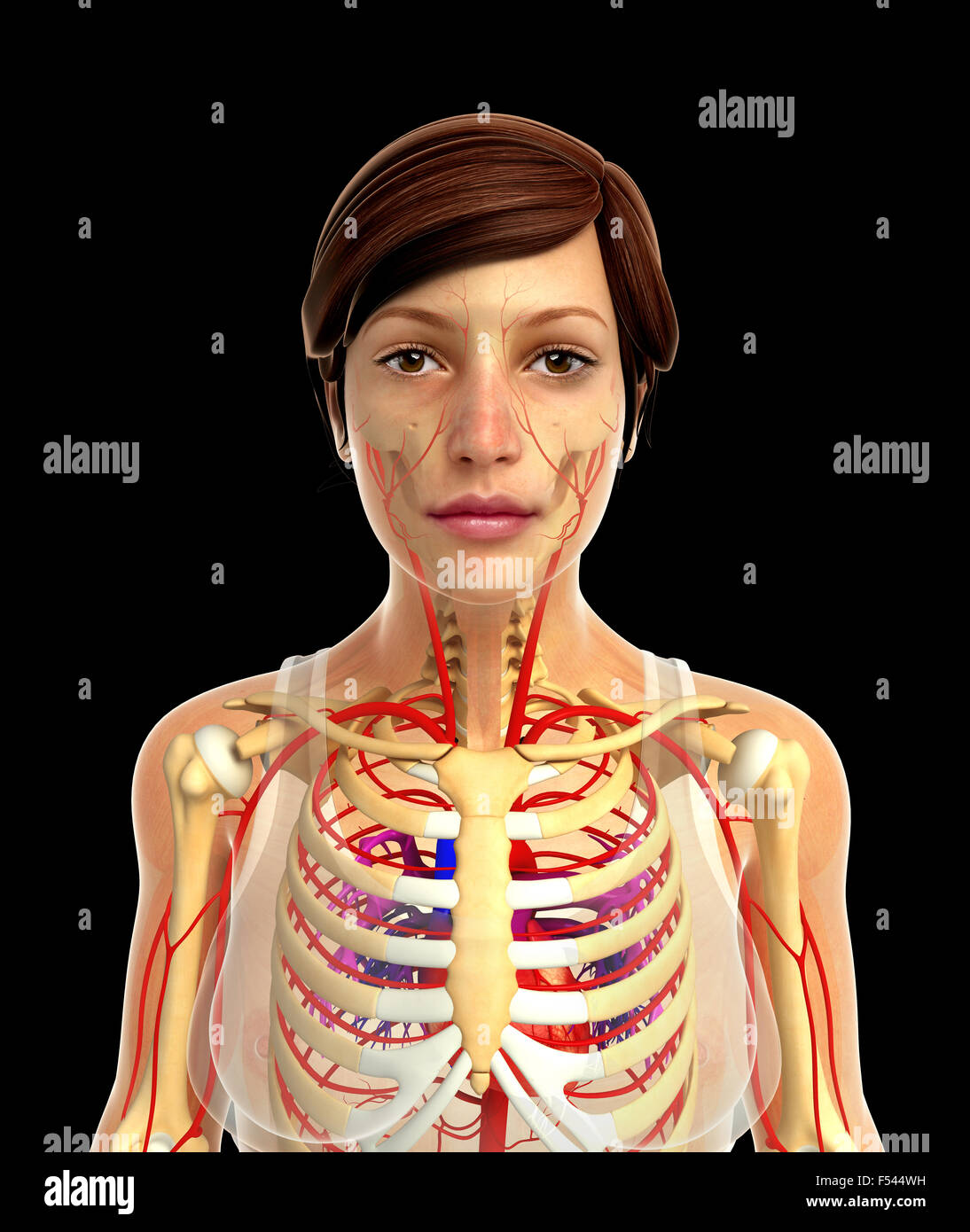 3d rendered illustration of human body anatomy Stock Photo - Alamy