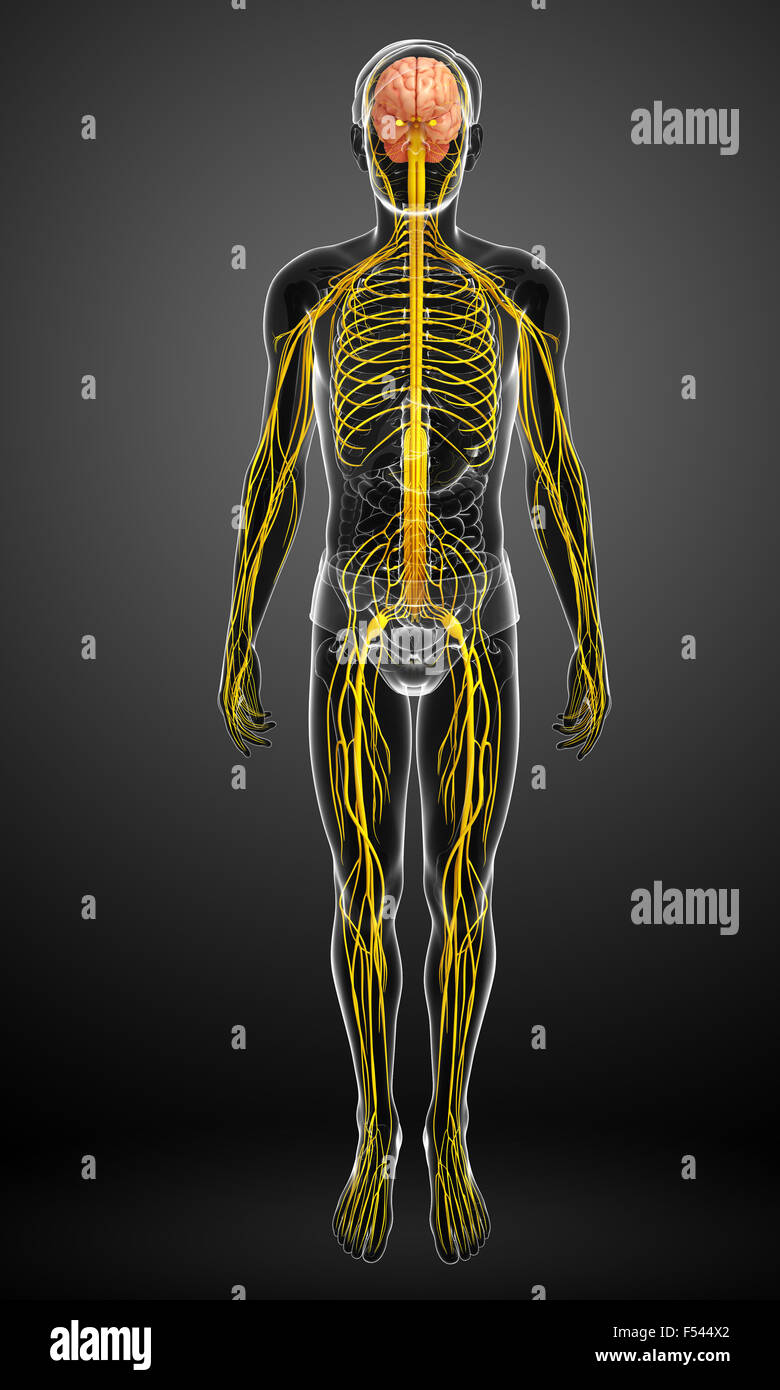 Illustration of Male nervous system artwork Stock Photo - Alamy