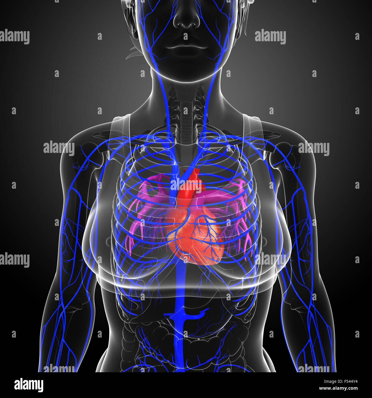 3d rendered illustration of human body anatomy Stock Photo - Alamy