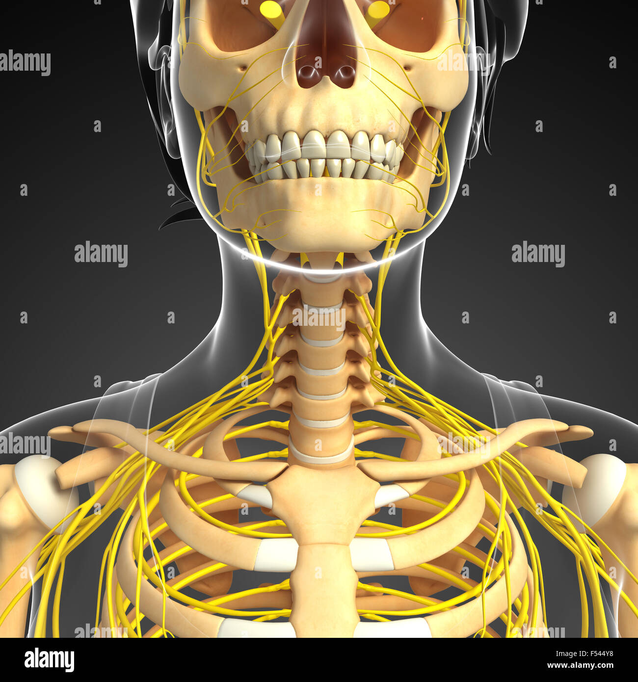 Illustration of female neck skeleton with nervous system Stock Photo ...