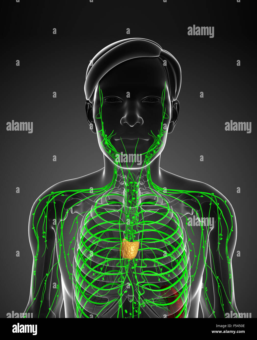 Illustration of male body lymphatic system Stock Photo - Alamy