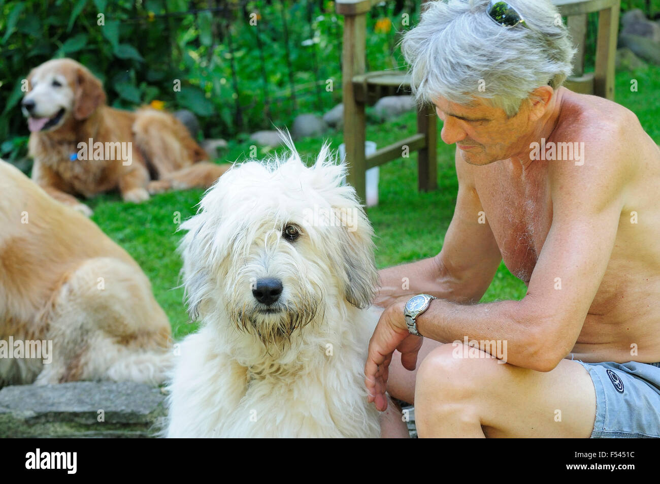 Three Dogs at pool party Stock Photo - Alamy