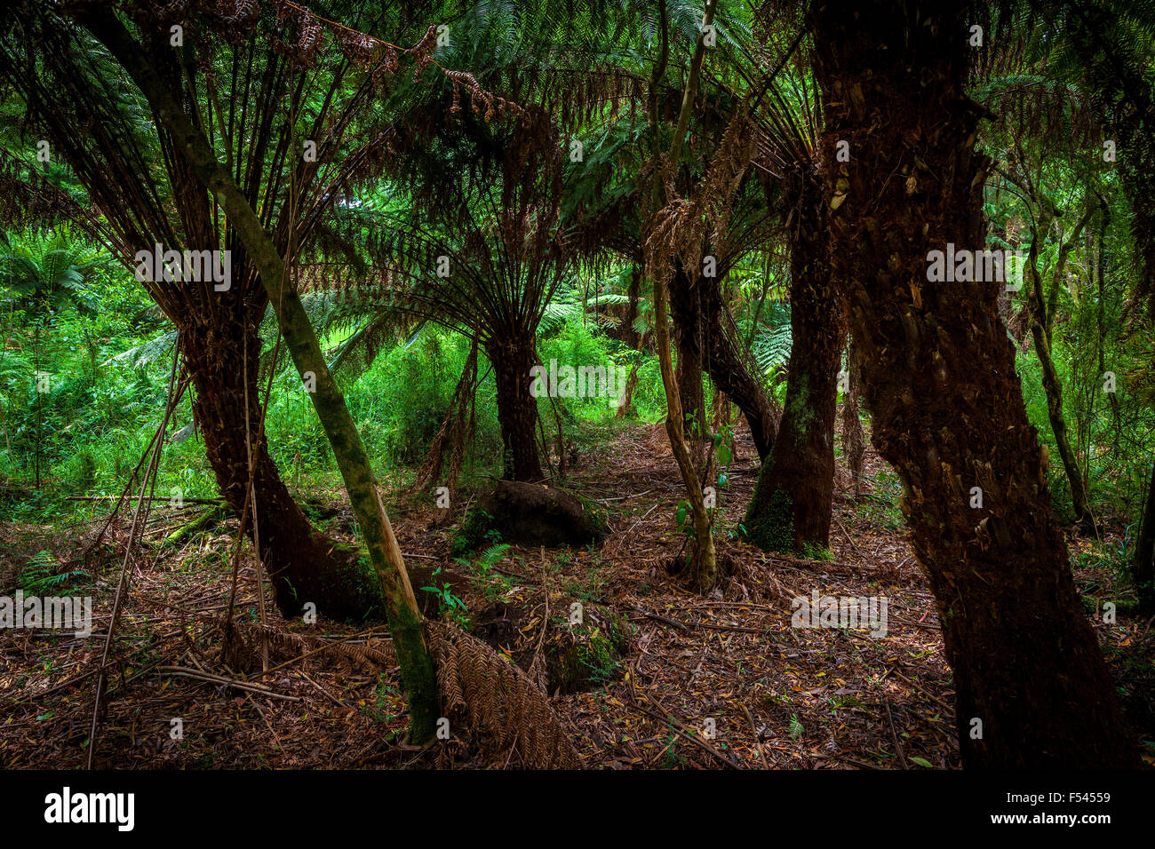 Tree Ferns in the Dandenong Ranges, Victoria, Australia Stock Photo - Alamy