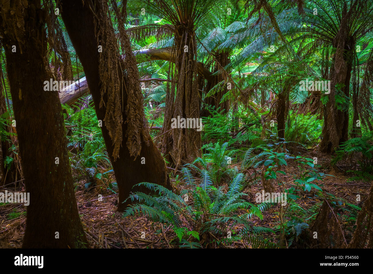 Dandenong ranges hi-res stock photography and images - Alamy