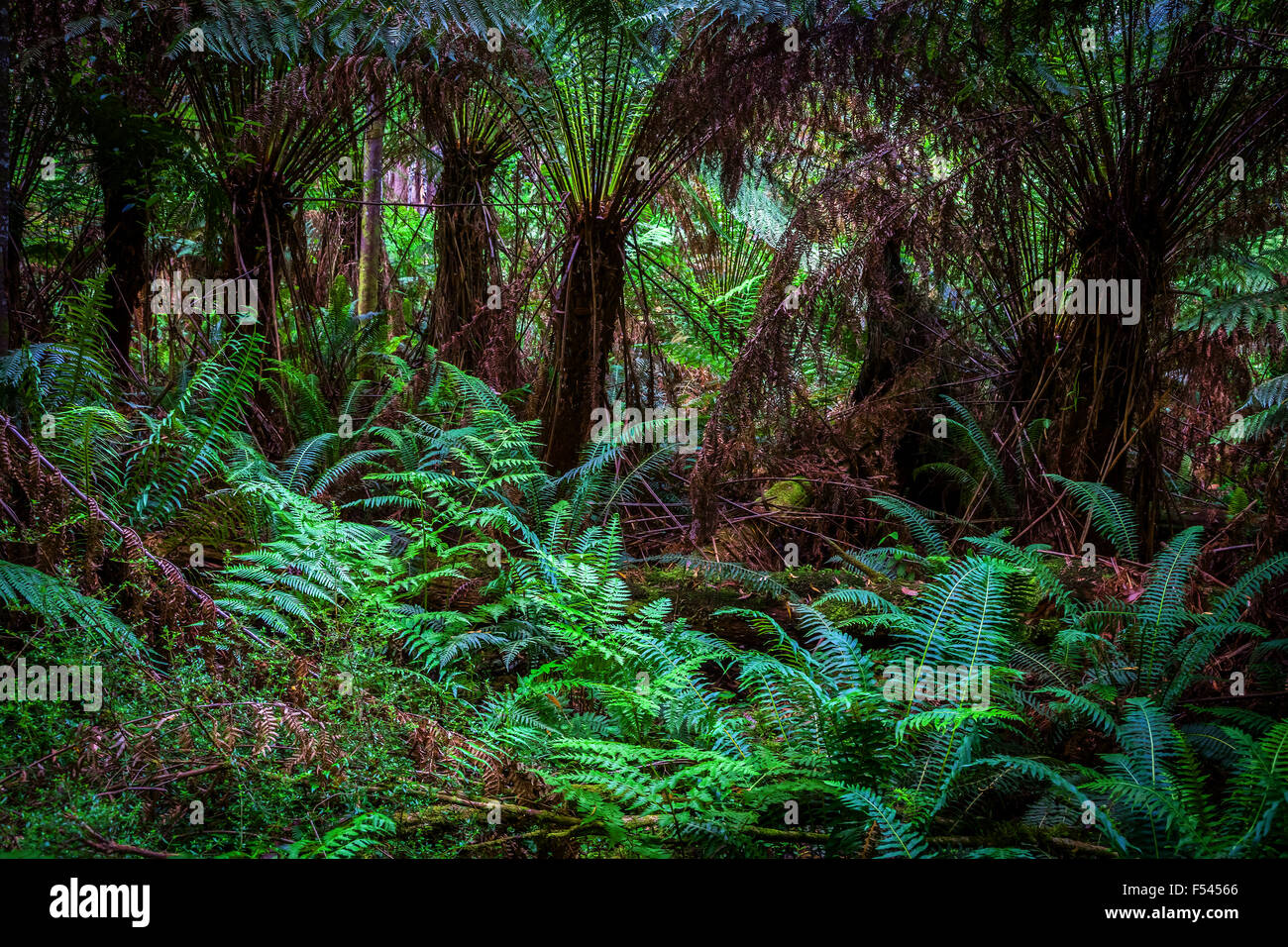 Tree Ferns in the Dandenong Ranges, Victoria, Australia Stock Photo - Alamy