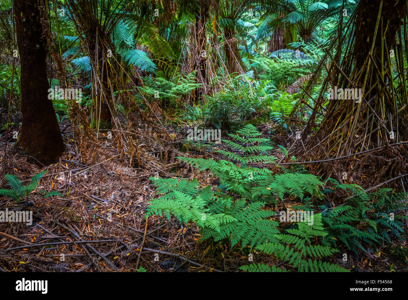 Tree Ferns in the Dandenong Ranges, Victoria, Australia Stock Photo - Alamy