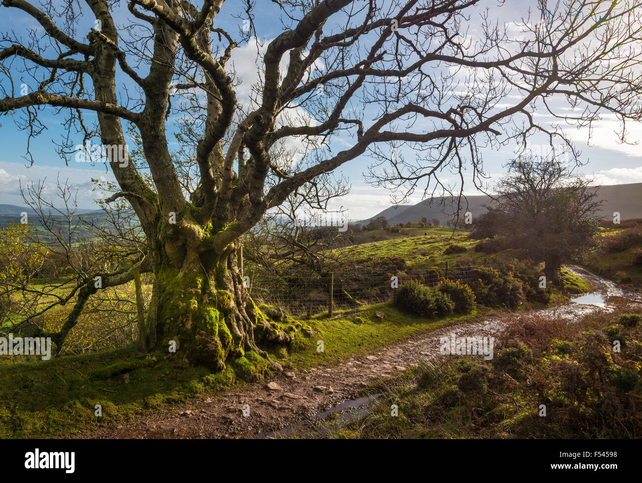 Ancient ash tree hi-res stock photography and images - Alamy