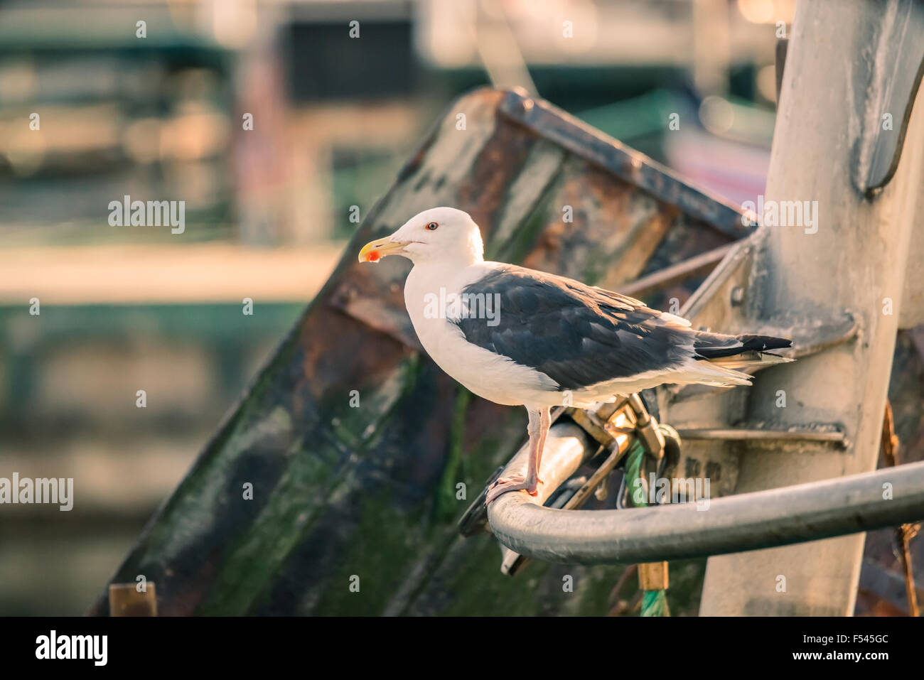 Seagull on a boat in a harbor at summertime Stock Photo - Alamy
