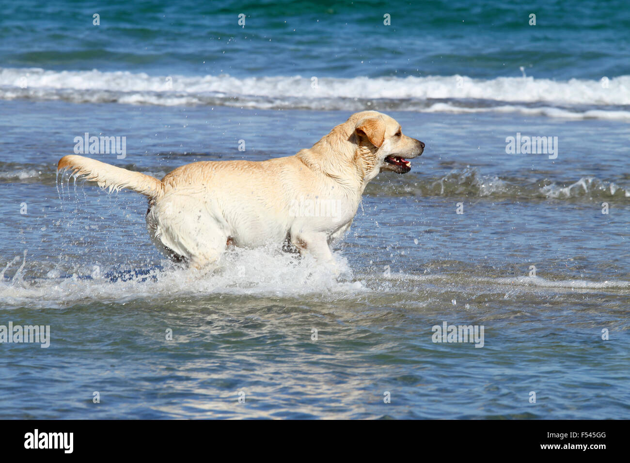 nice yellow labrador swimming in the sea Stock Photo - Alamy