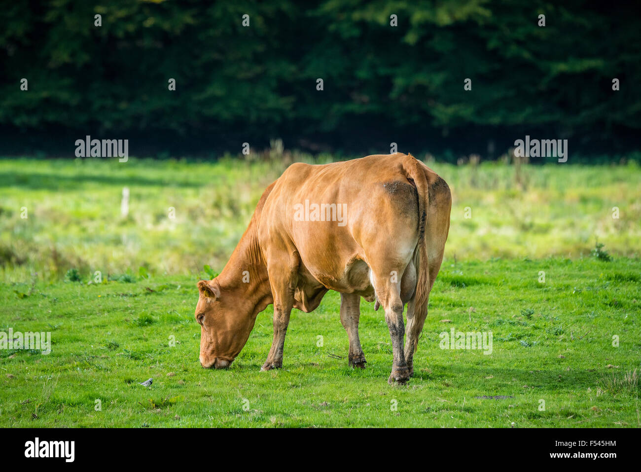 Cow alone hi-res stock photography and images - Alamy