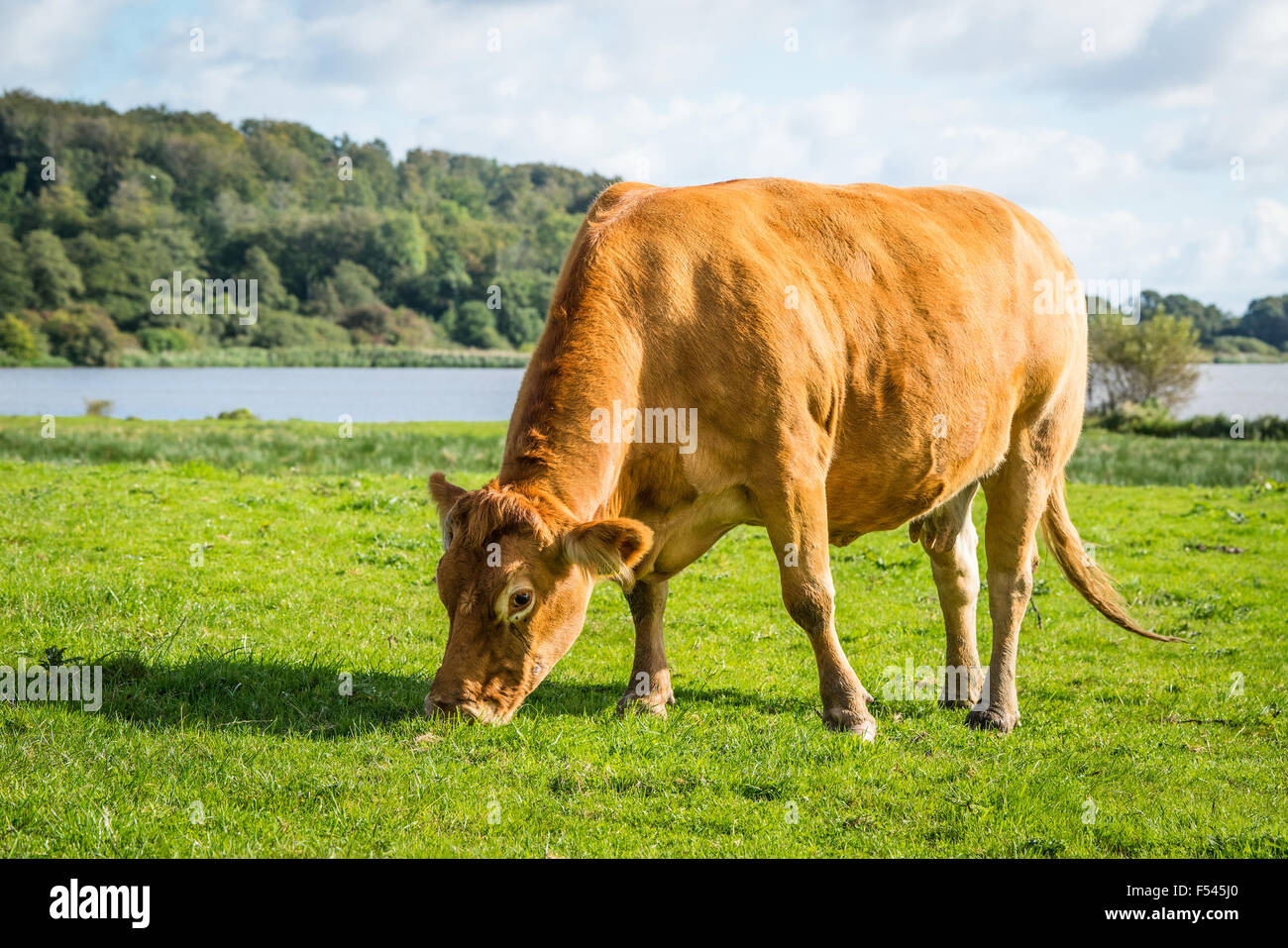 Cow eating fresh green grass on a countryside field Stock Photo - Alamy