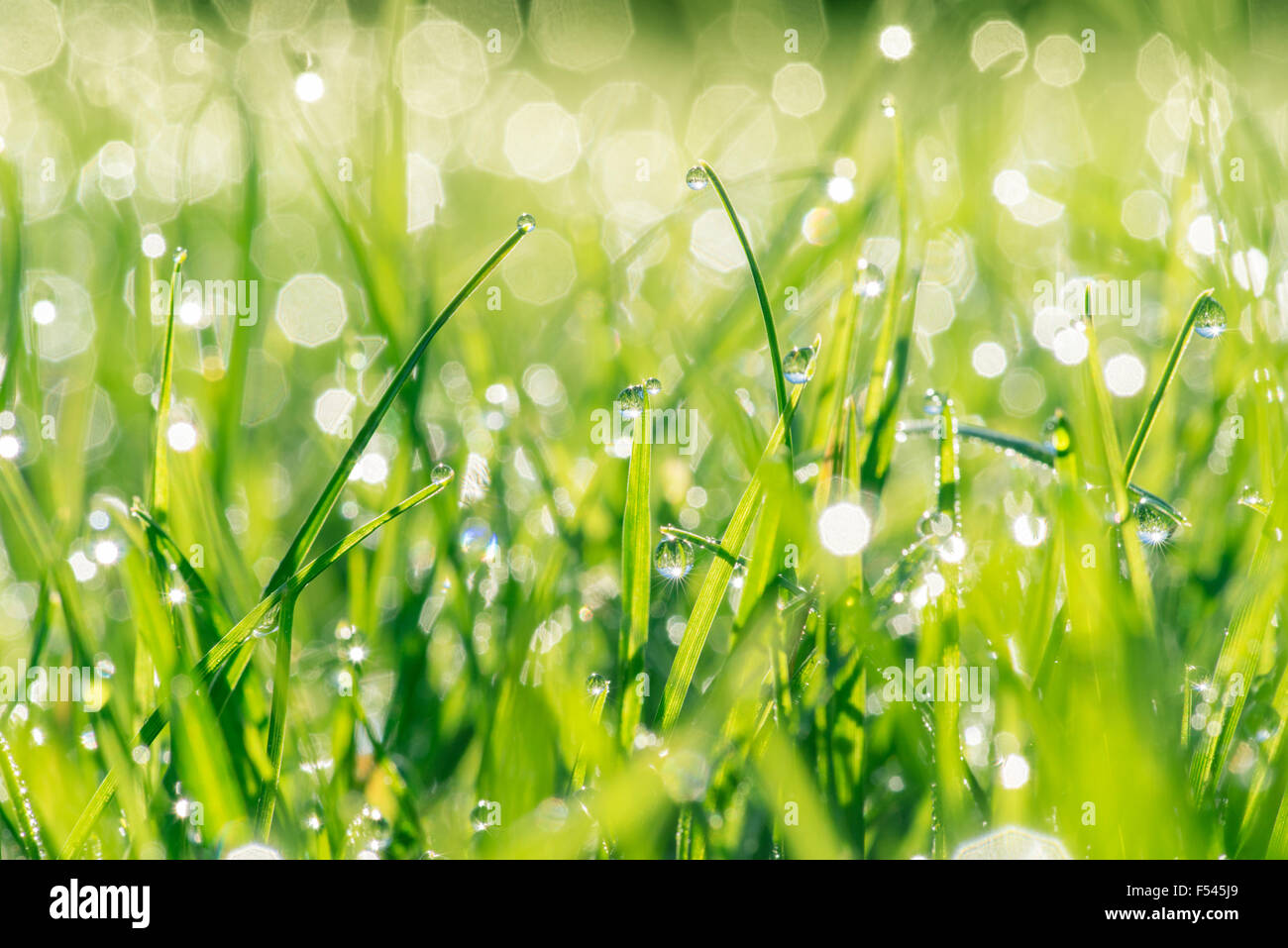 Fresh green grass with droplets in the sunshine Stock Photo - Alamy