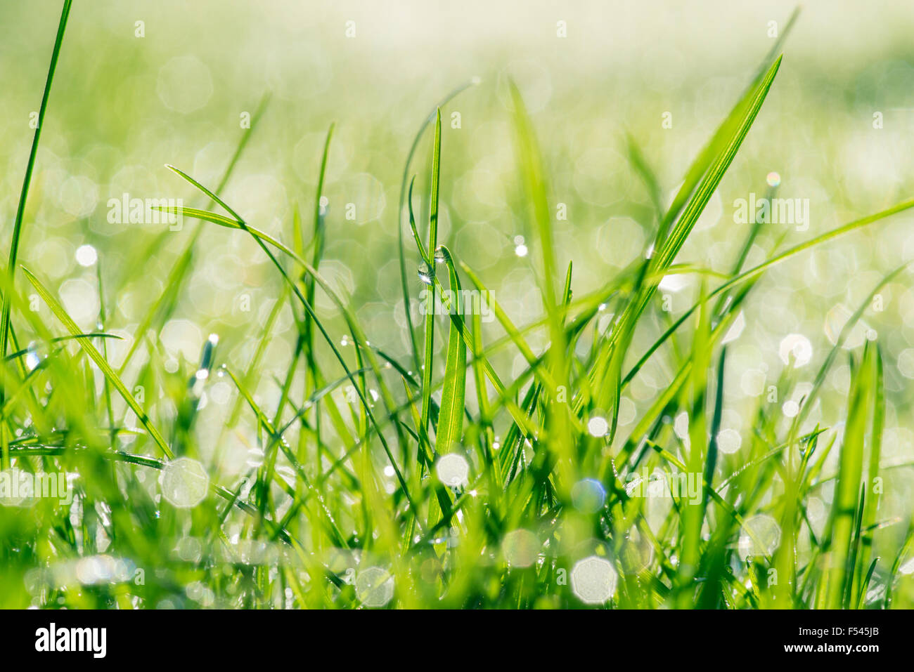 Wet green grass in the sunshine with raindrops Stock Photo - Alamy