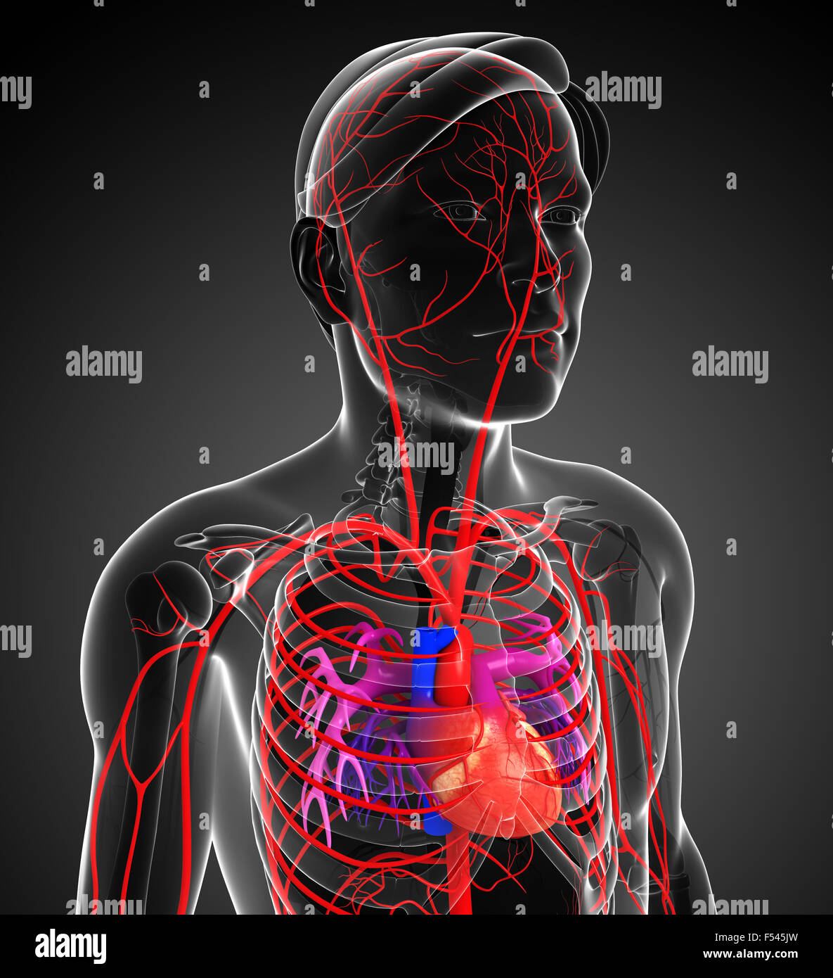 3d rendered illustration of male arterial system Stock Photo - Alamy