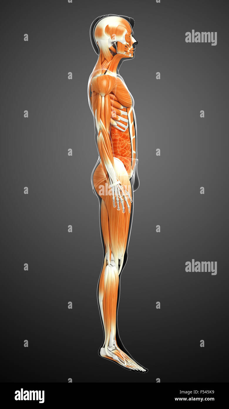 3d rendered illustration of human body anatomy Stock Photo - Alamy