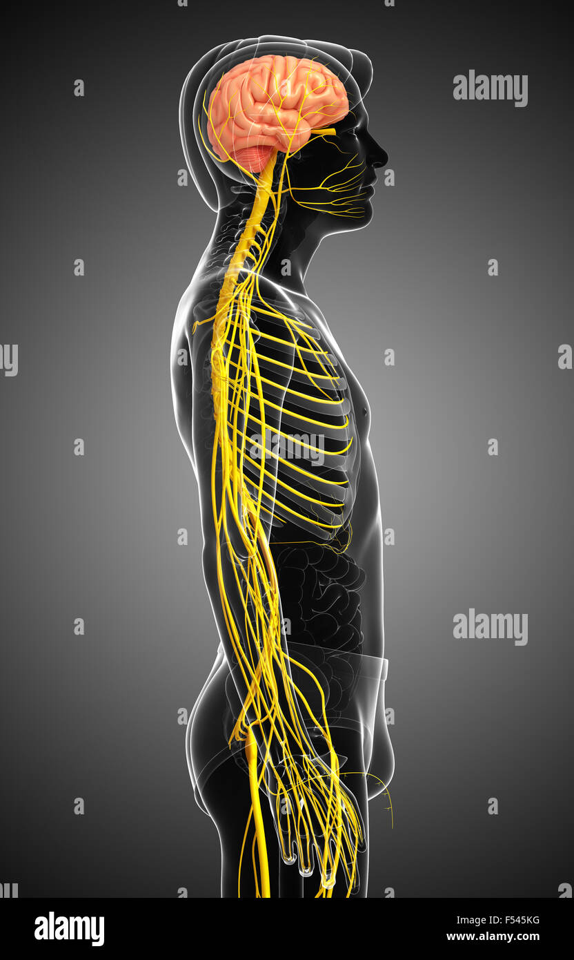 Illustration of Male nervous system artwork Stock Photo - Alamy