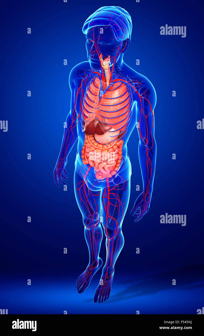 Digestive and circulatory system of male body artwork Stock Photo - Alamy