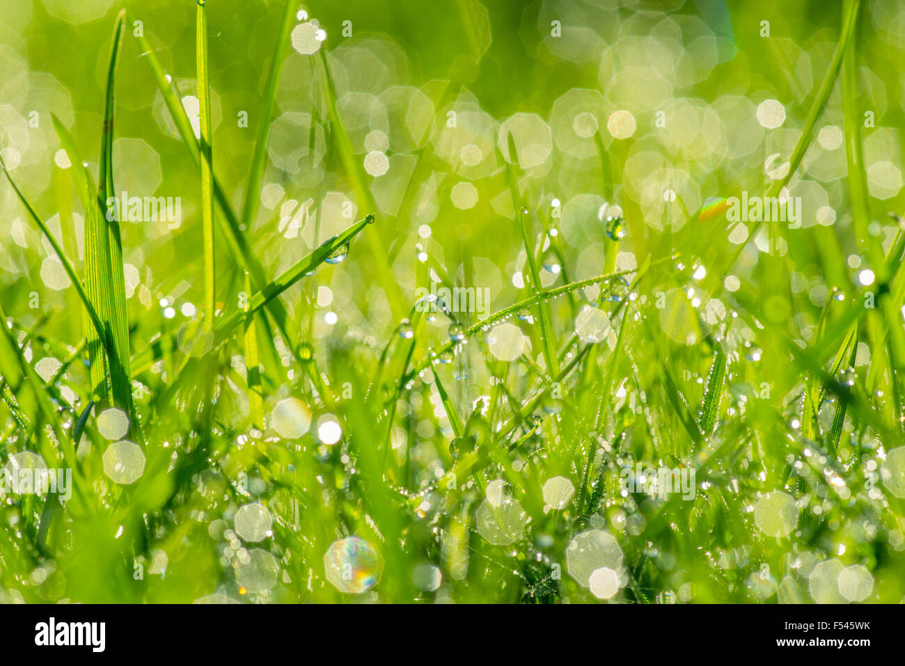 Dew in the sunshine on a green field Stock Photo - Alamy