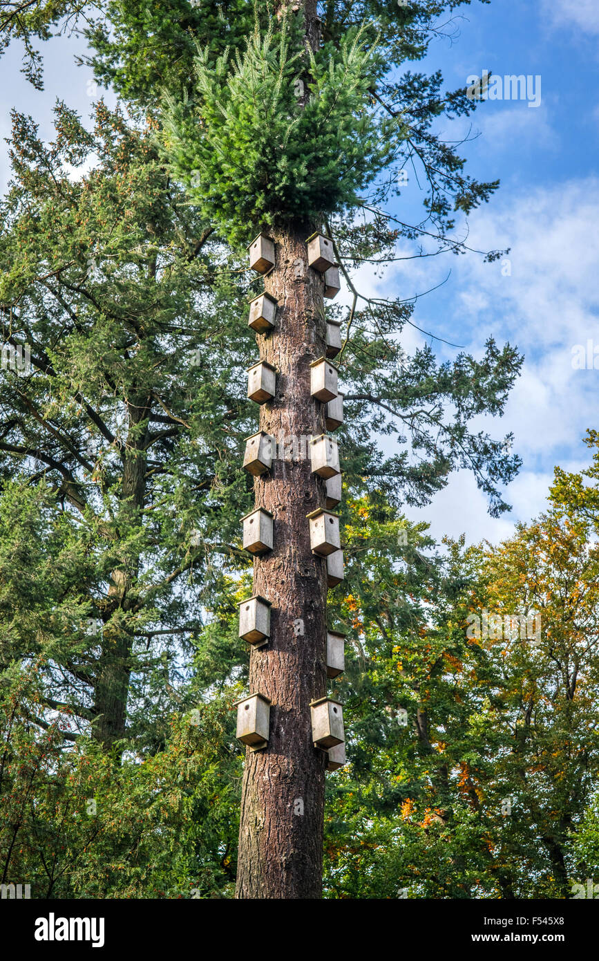 Nests in a box hi-res stock photography and images - Alamy