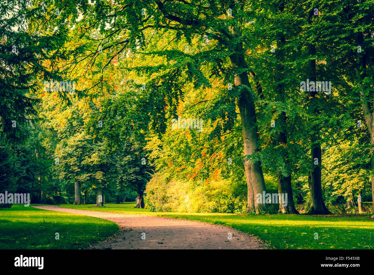 Road in a park with colorful trees in autumn Stock Photo - Alamy
