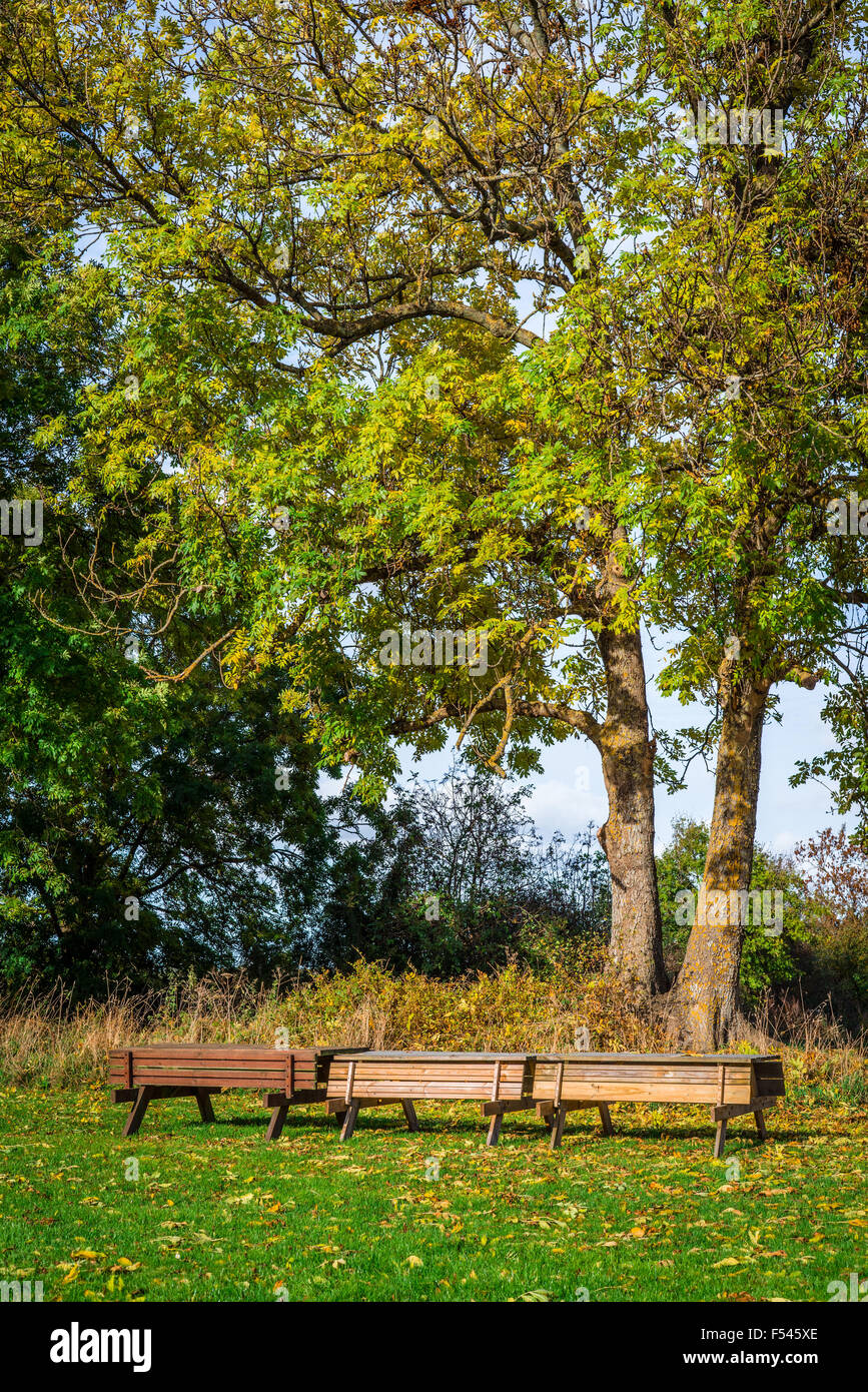 Park in the autumn with tree benches Stock Photo - Alamy