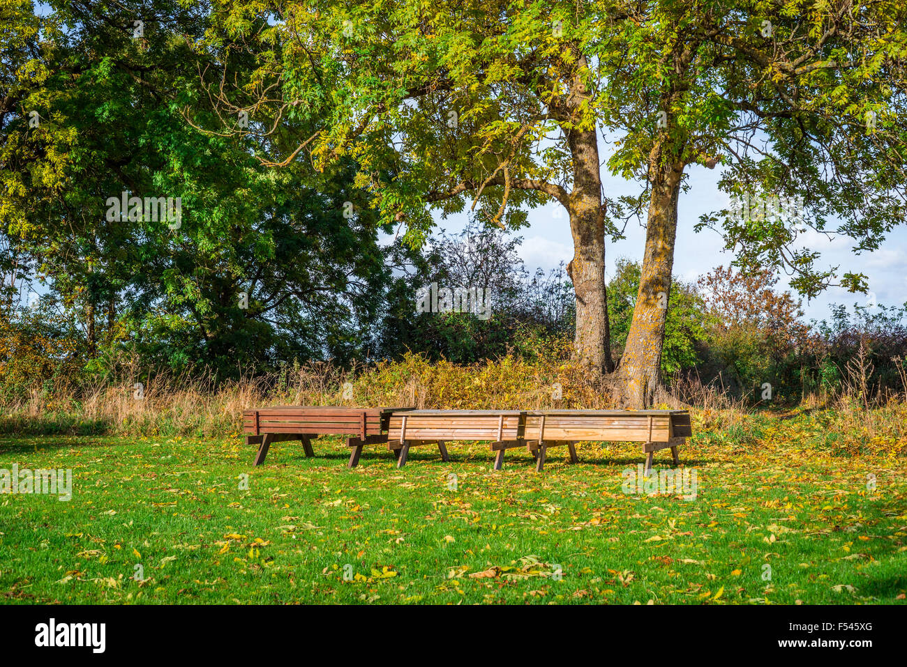 Tree benches in a park at autumn Stock Photo - Alamy