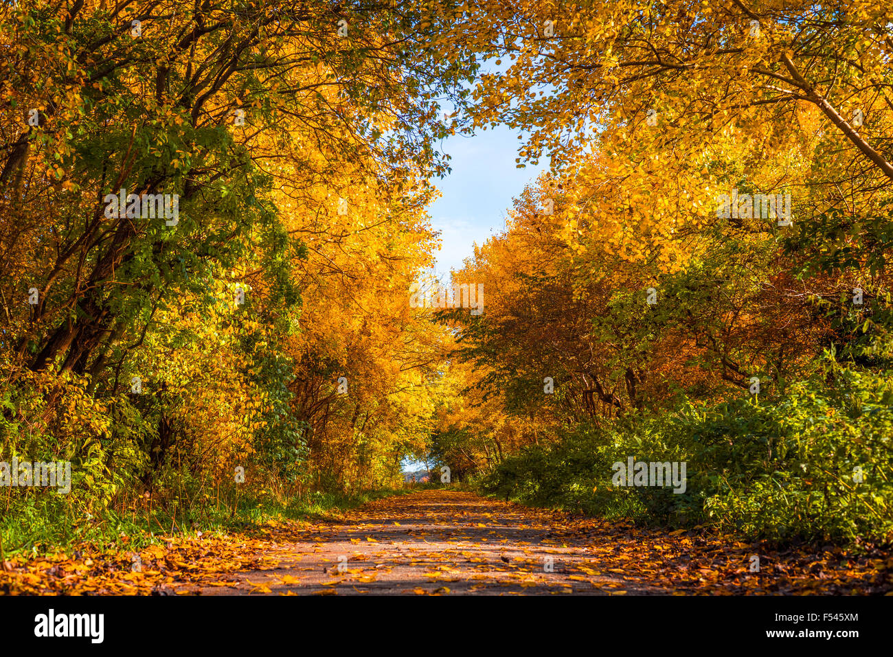 Nature path with trees in autumn colors Stock Photo - Alamy