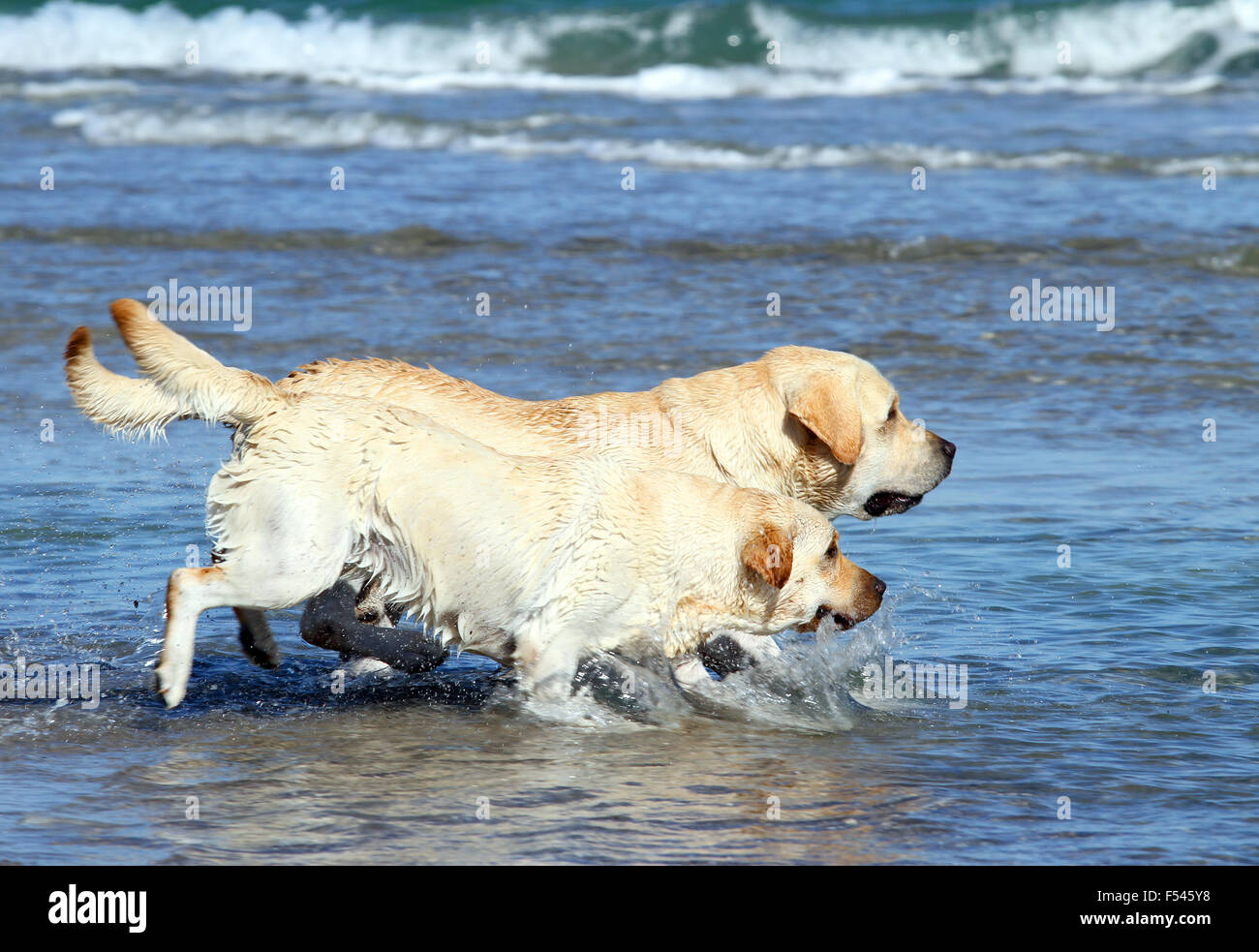 the young yellow labradors at the sea Stock Photo - Alamy