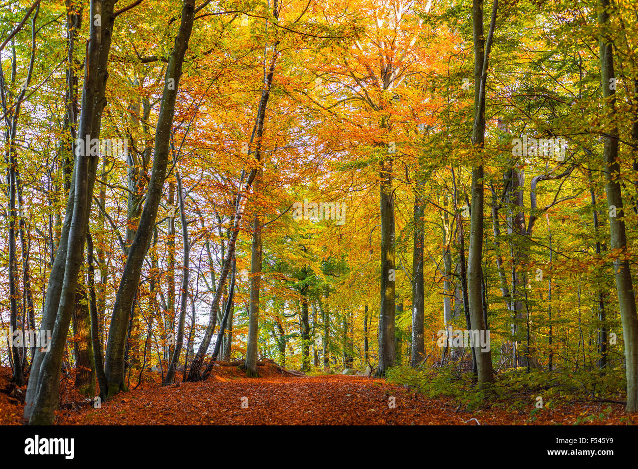 Forest with tall colorful trees in the autumn season Stock Photo - Alamy
