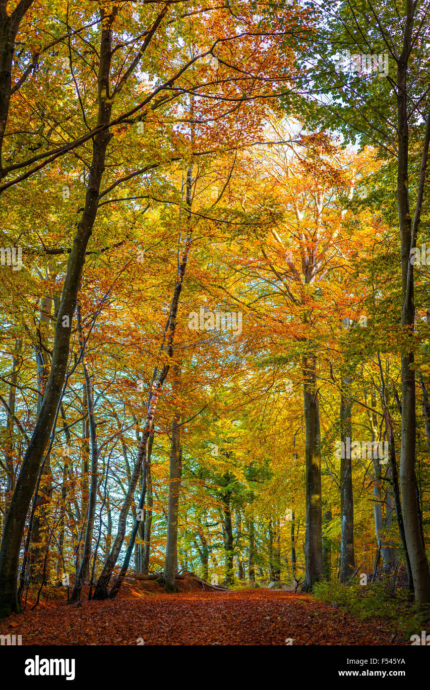 Tall trees with awrm colors in a forest at autumn Stock Photo - Alamy
