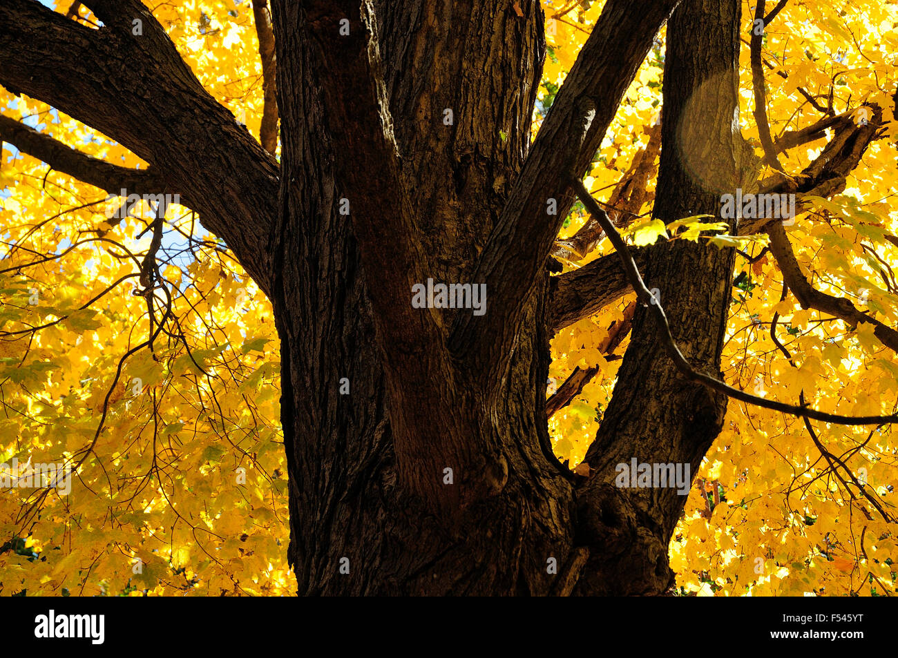 Autumn leaves around trunk of tree hi-res stock photography and images ...