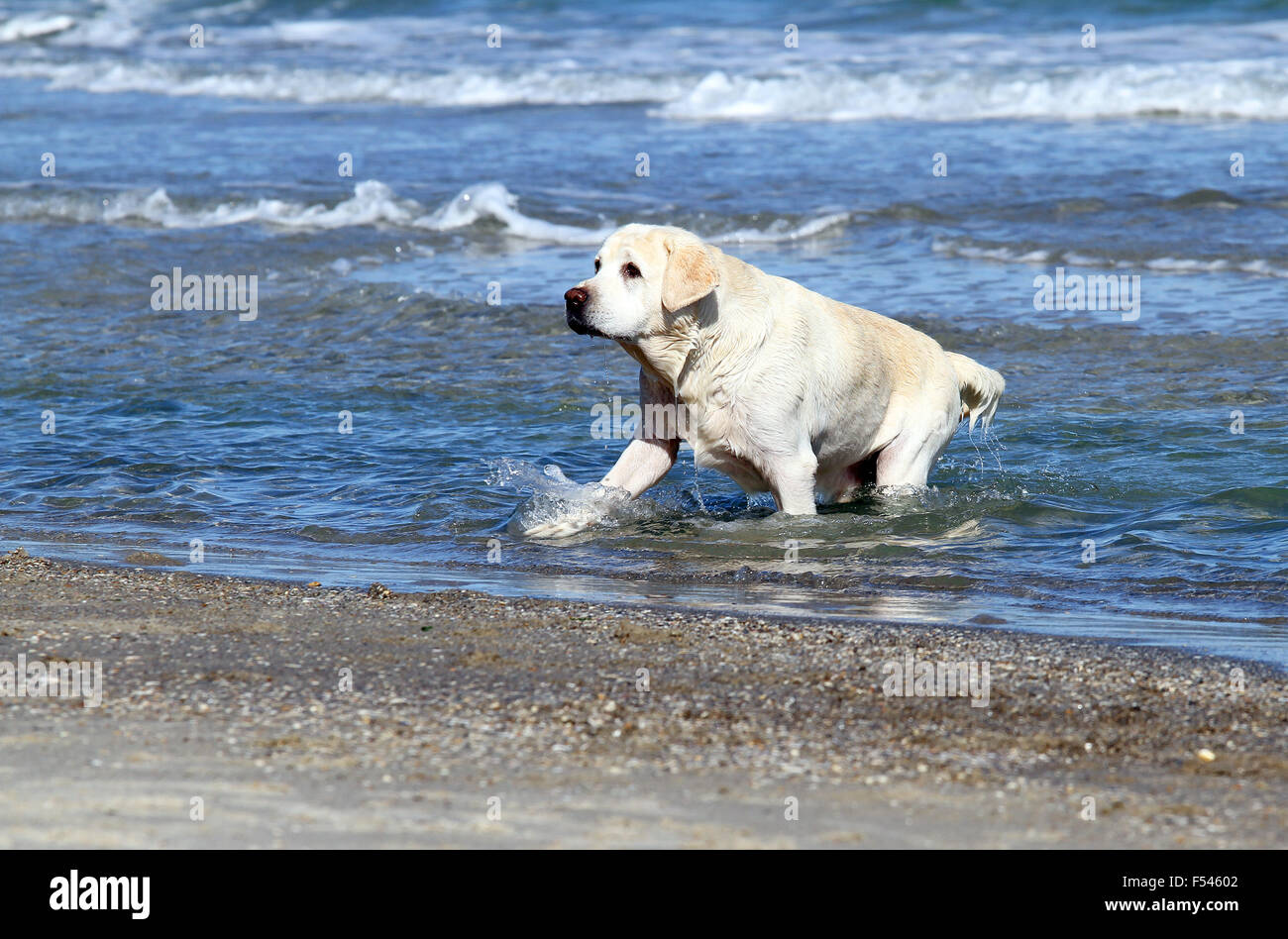 the yellow labrador swimming in the sea Stock Photo - Alamy