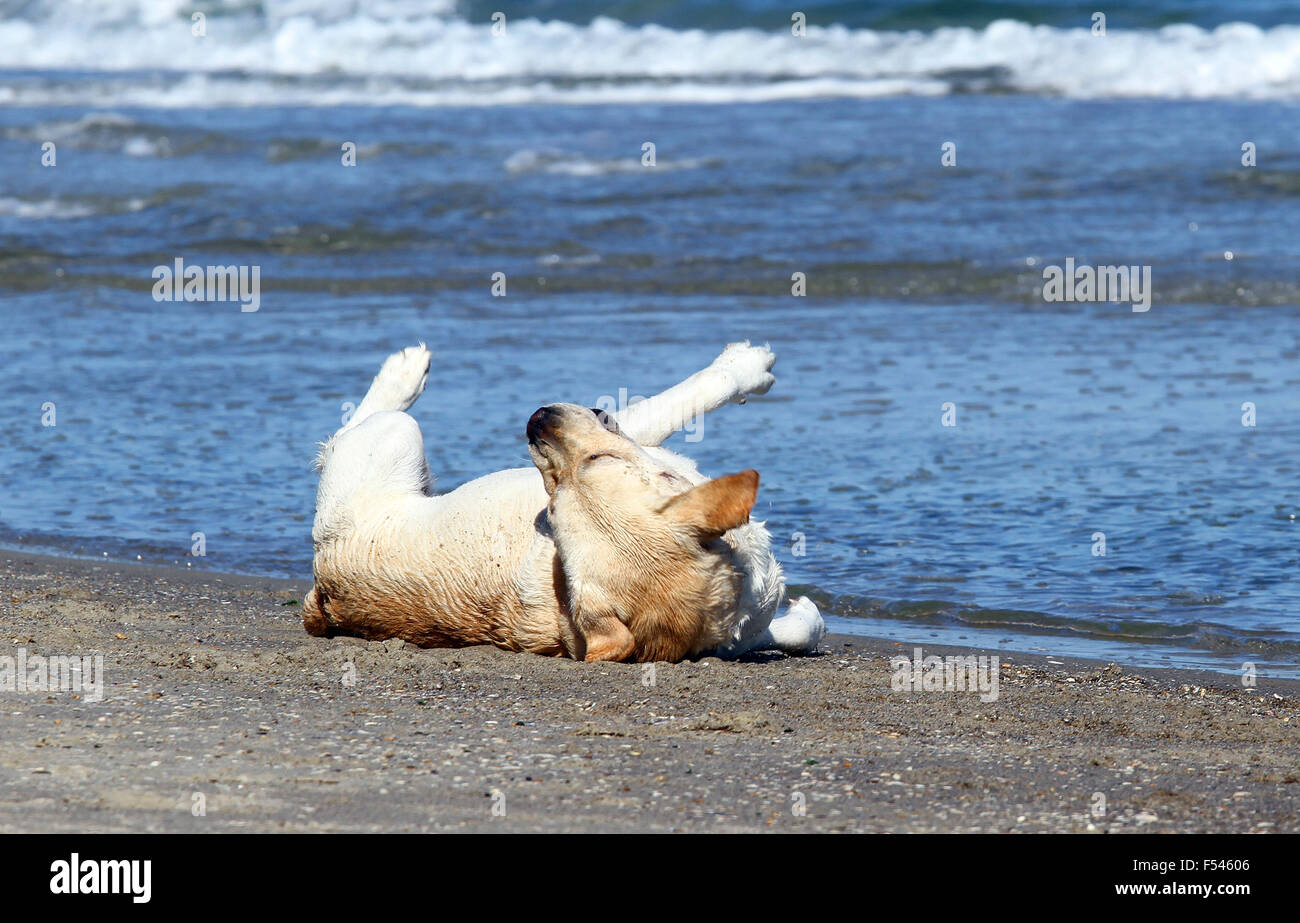 the yellow labrador playing in the sea Stock Photo - Alamy