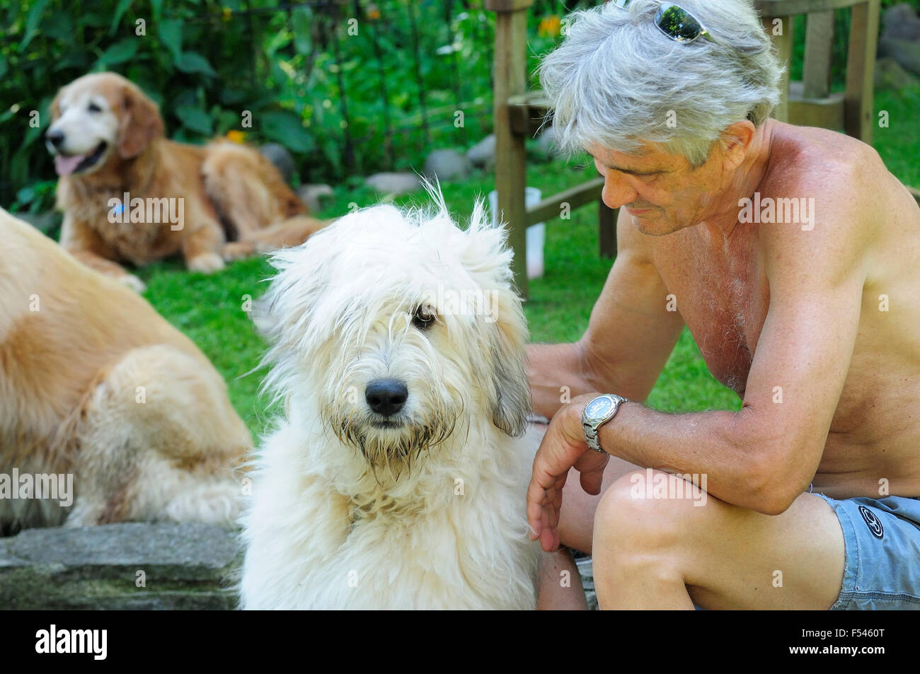 Three Dogs at pool party Stock Photo - Alamy