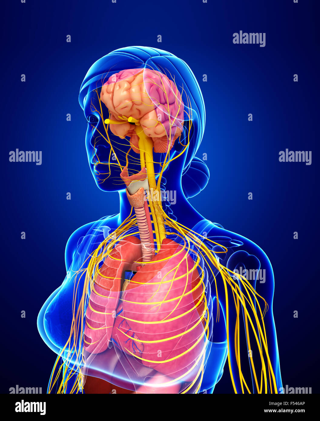 Illustration of female body with nervous and digestive system artwork ...