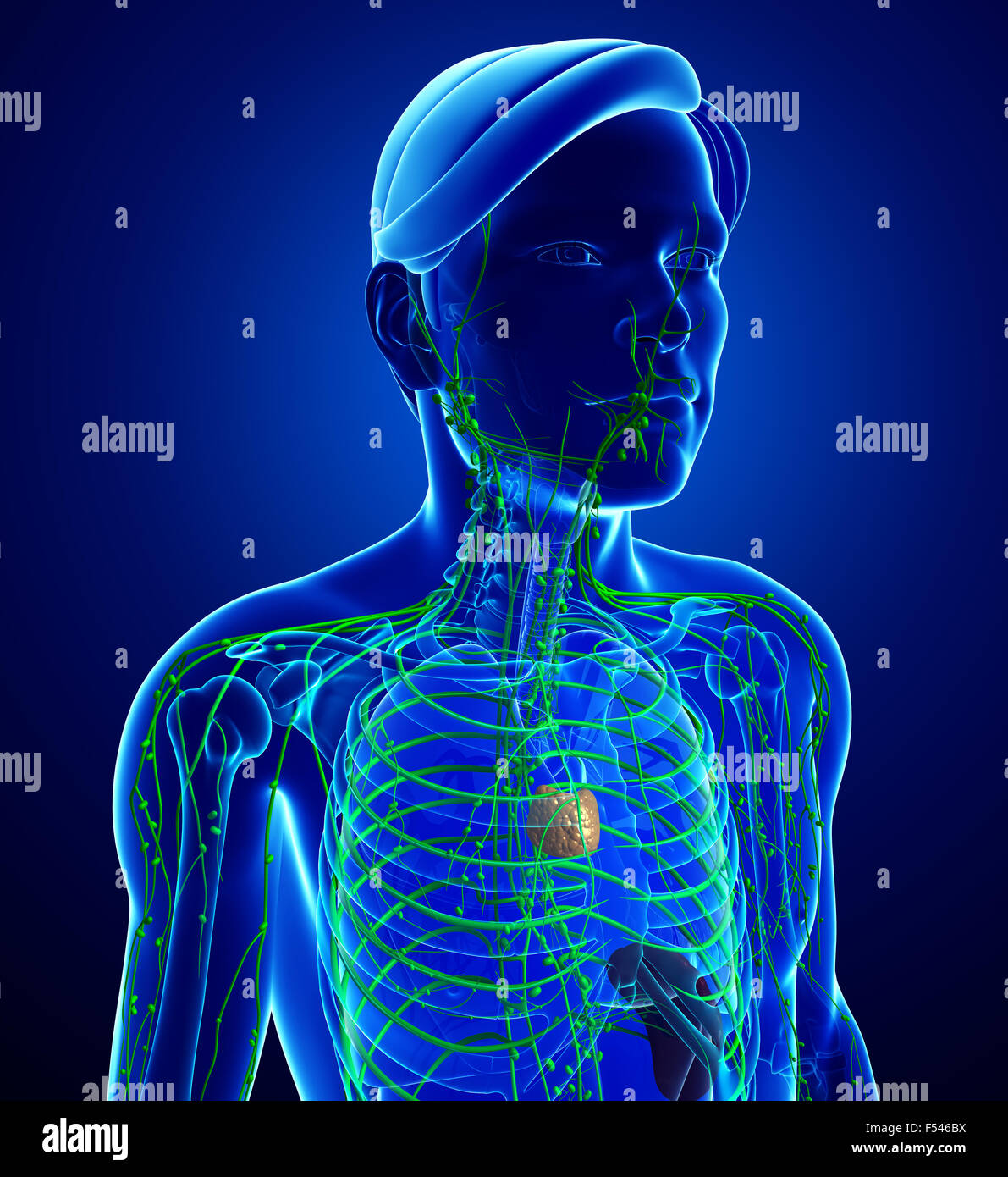 Illustration of male body lymphatic system Stock Photo - Alamy